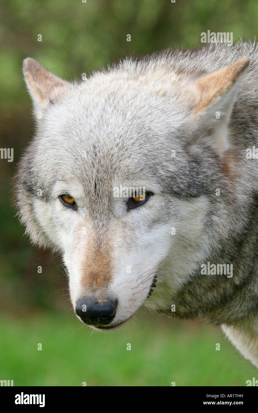 close up of grey wolf Beenham Conservation Trust Stock Photo - Alamy