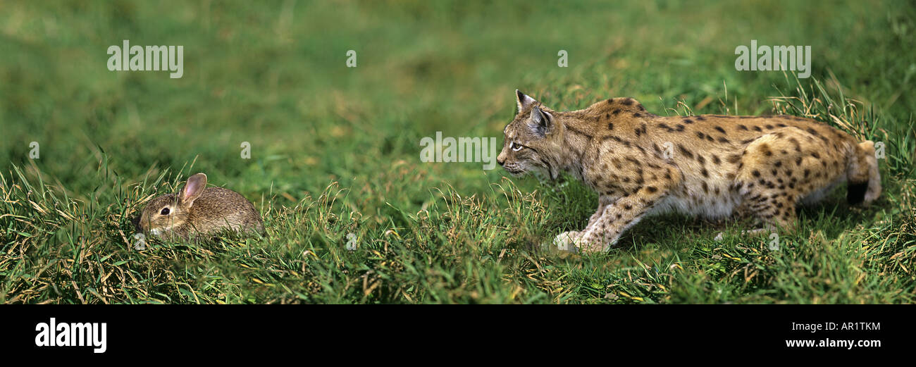 Eurasian Lynx watching wild rabbit Stock Photo - Alamy
