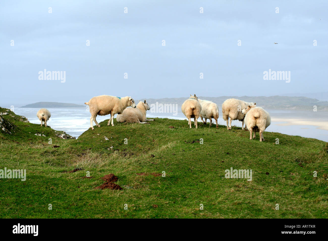 Sheep seaside beach coast wales gower sand sandy bay view hi-res stock ...