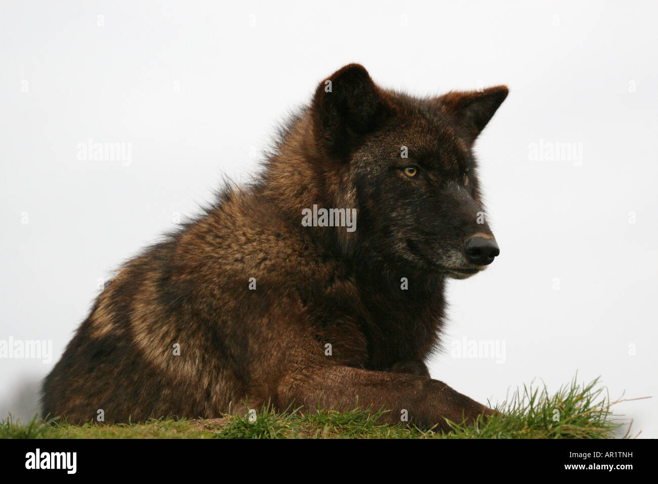 Beenham Conservation Trust, sitting grey wolf Stock Photo - Alamy