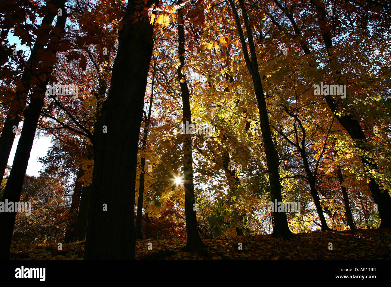 Trees changing colors in the fall Stock Photo - Alamy