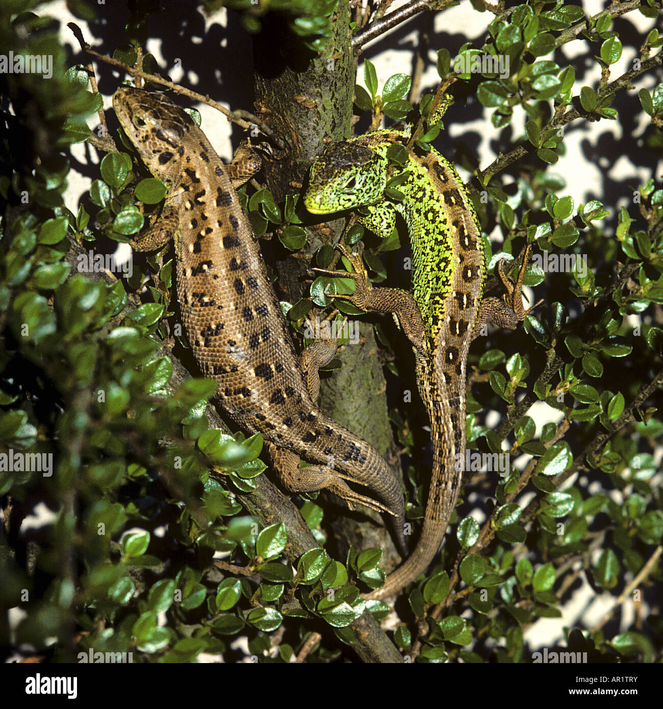 Sand Lizard (Lacerta agilis), male (green) and female (brown) sun ...
