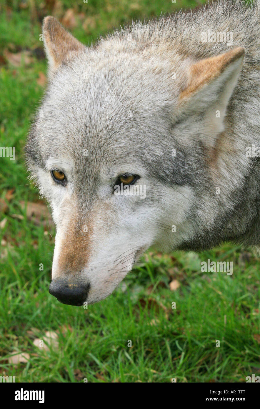 close up grey wolf head Beenham wolf conservation trust Stock Photo - Alamy