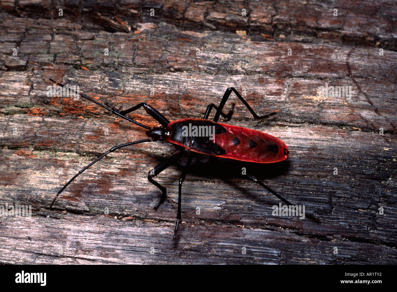 Shied bug hi-res stock photography and images - Alamy