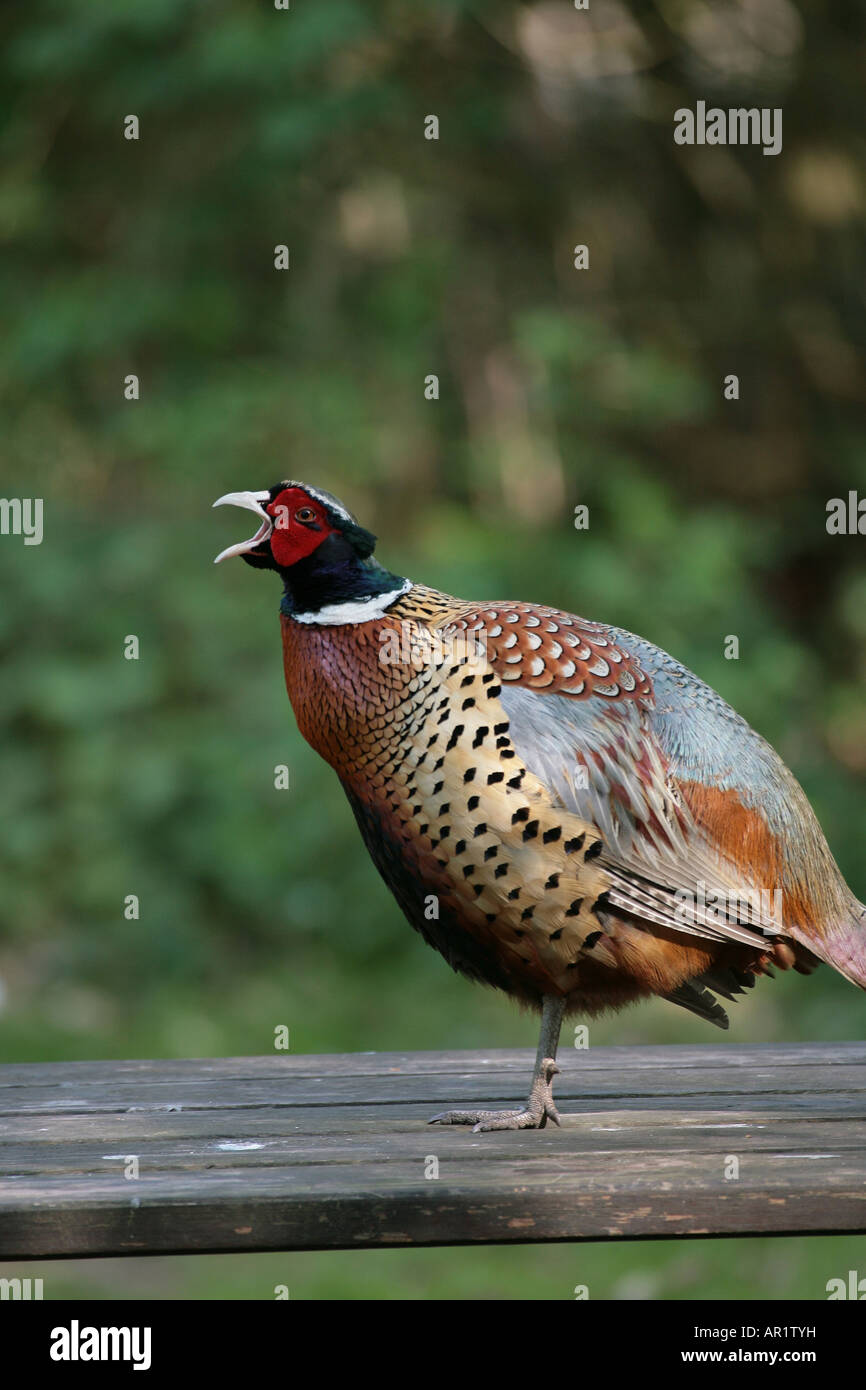 Male Pheasant Phasianus colchicus with beak open Stock Photo - Alamy
