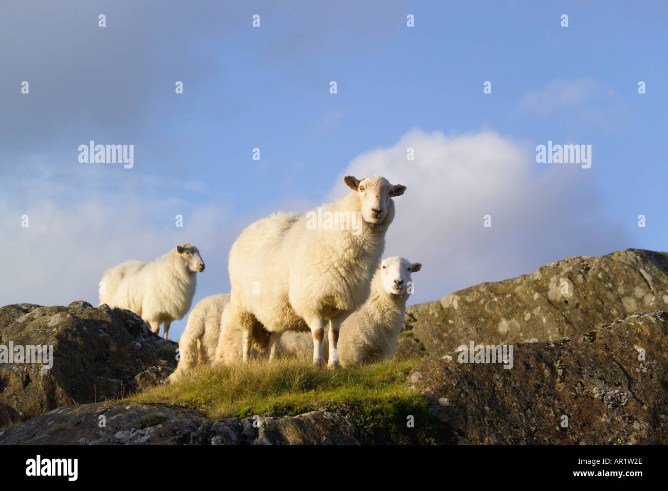 Sheep on Mountain Side Snowdonia Wales Stock Photo - Alamy