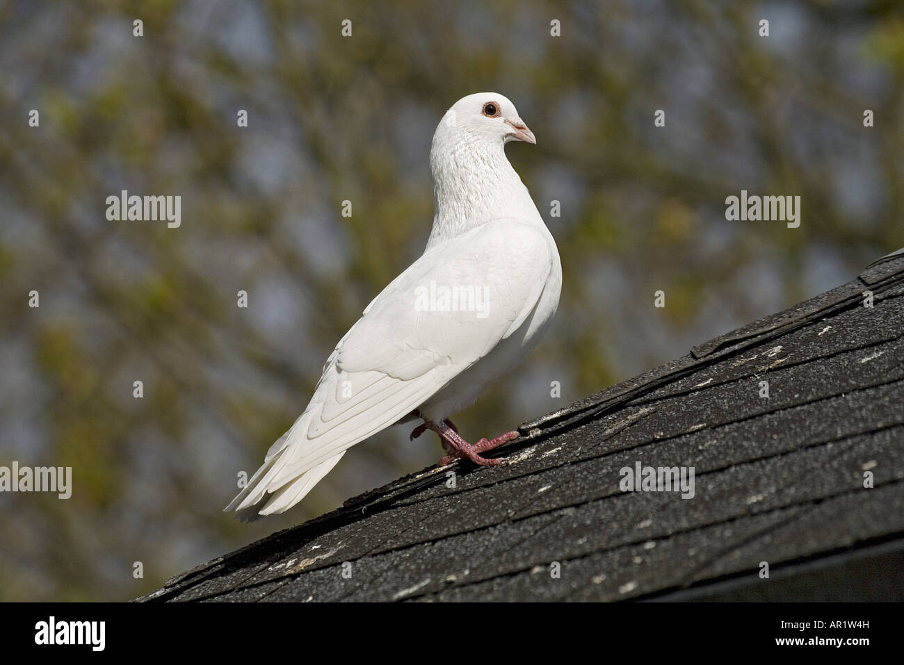 Standing white dove hi-res stock photography and images - Alamy