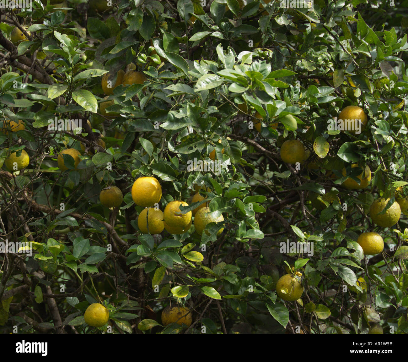 Oranges caribbean hi-res stock photography and images - Alamy