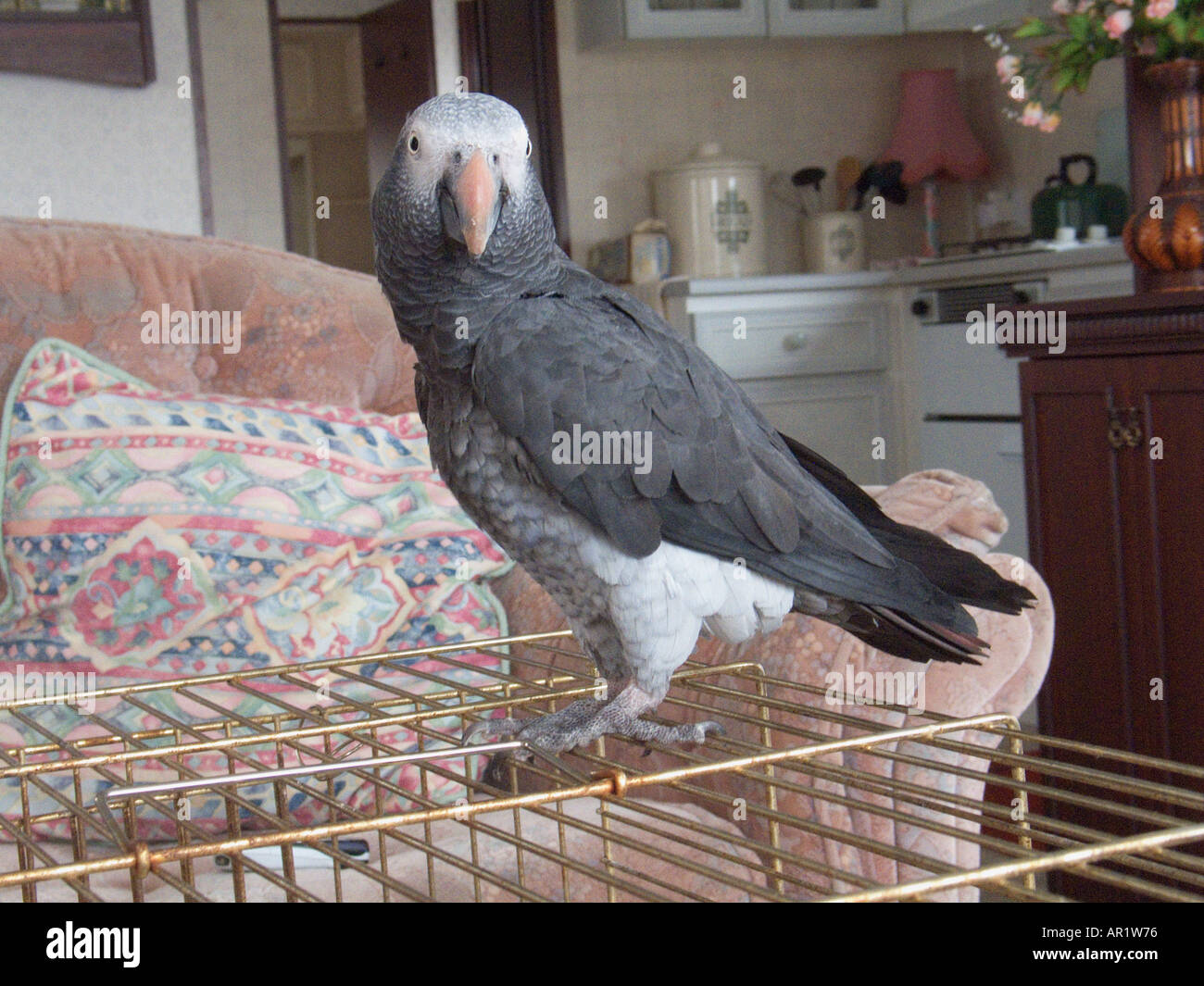 African Grey pet Parrot Stock Photo - Alamy
