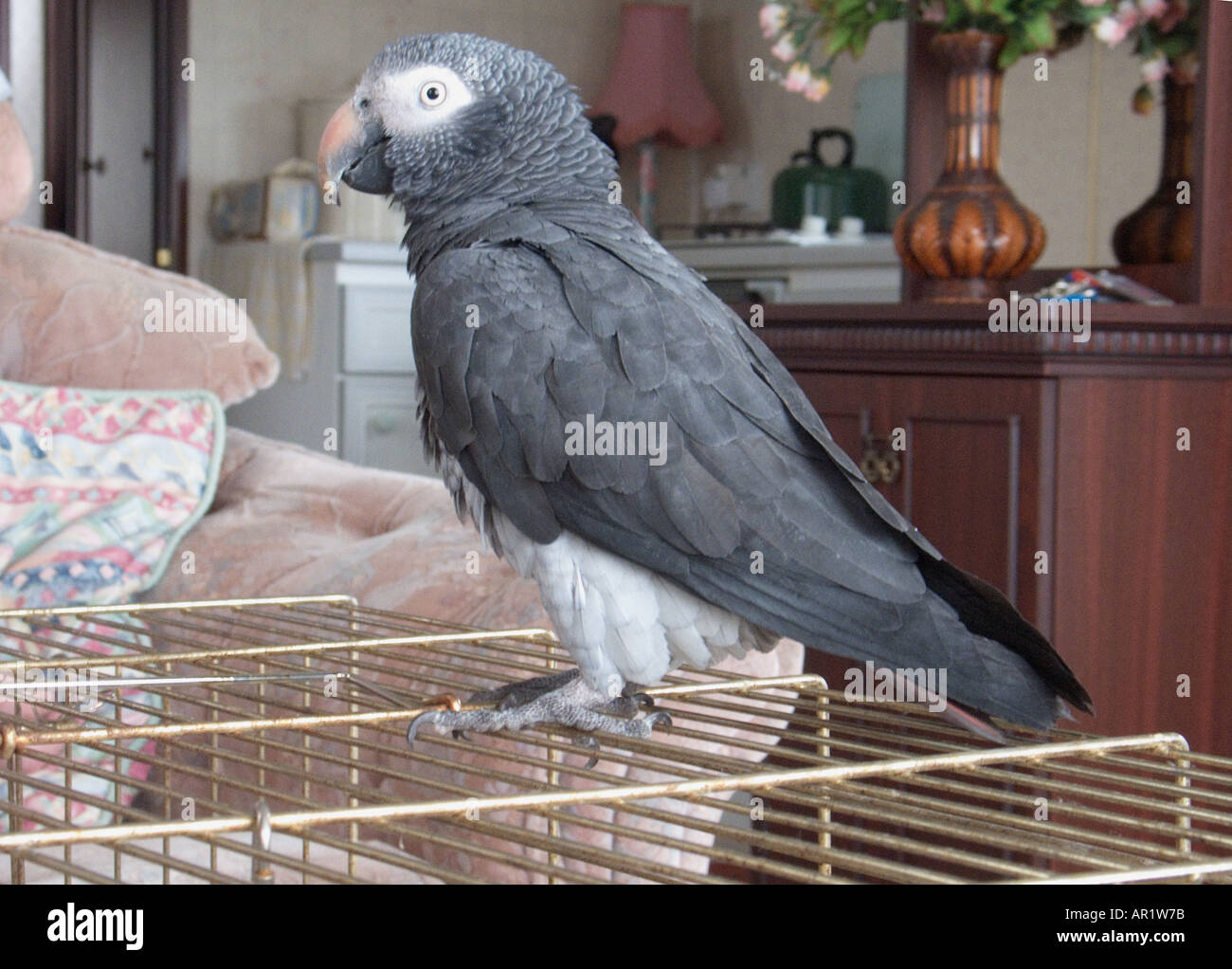 Parrot african grey bird hi-res stock photography and images - Alamy