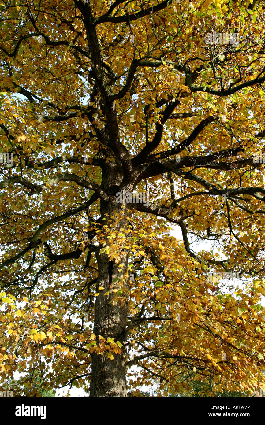 Autumn golden leaves on a mature beech tree Stock Photo - Alamy