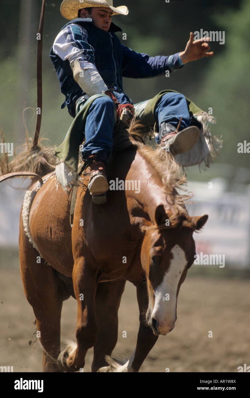 Bronco rider at Kispiox Valley rodeo Kispiox British Columbia Canada ...