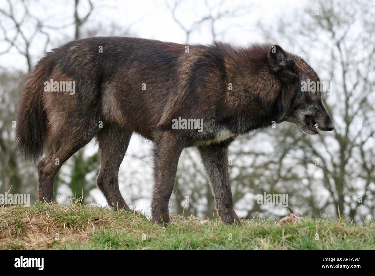 grey wolf ,Beecham conservation trust reading Stock Photo - Alamy