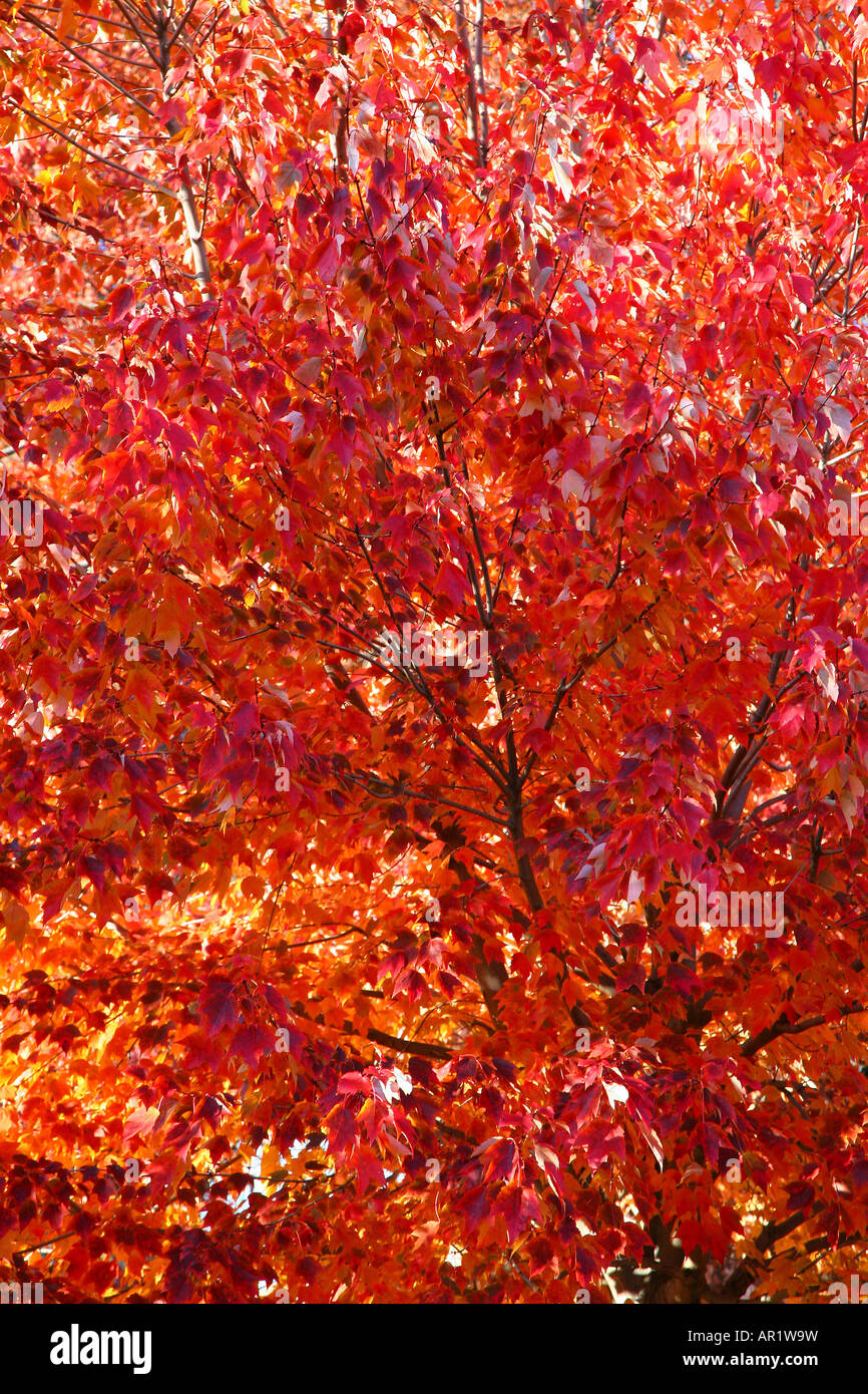 Tree in fall with red leaves Stock Photo - Alamy