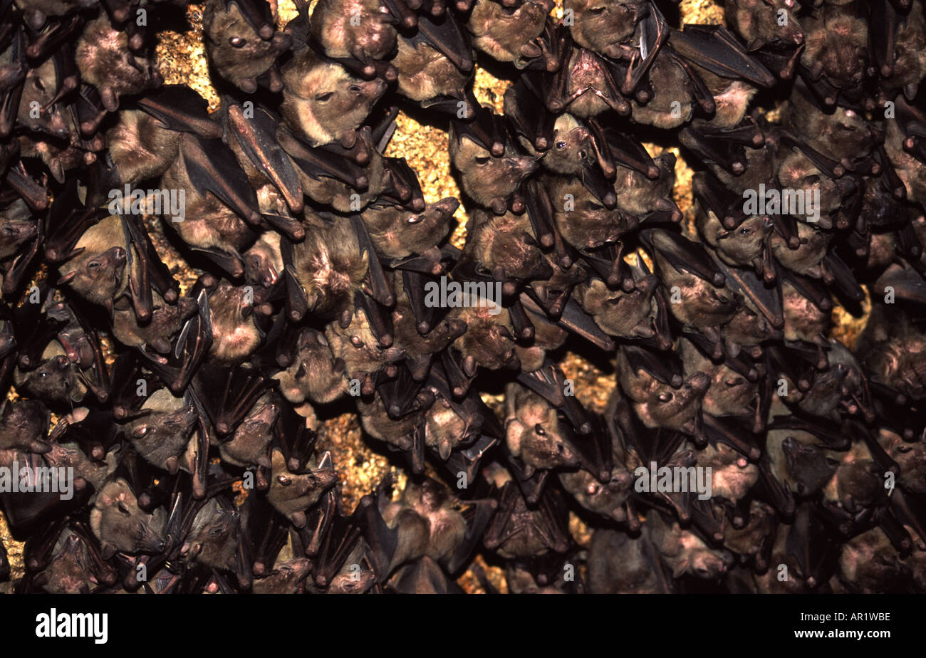 Fructivores hi-res stock photography and images - Alamy