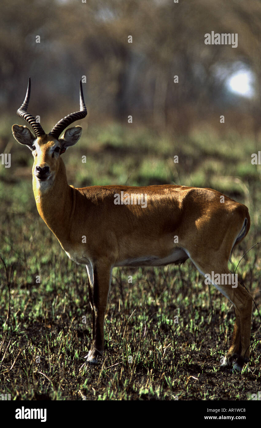 Kob at Lek, Kobus kob Stock Photo - Alamy