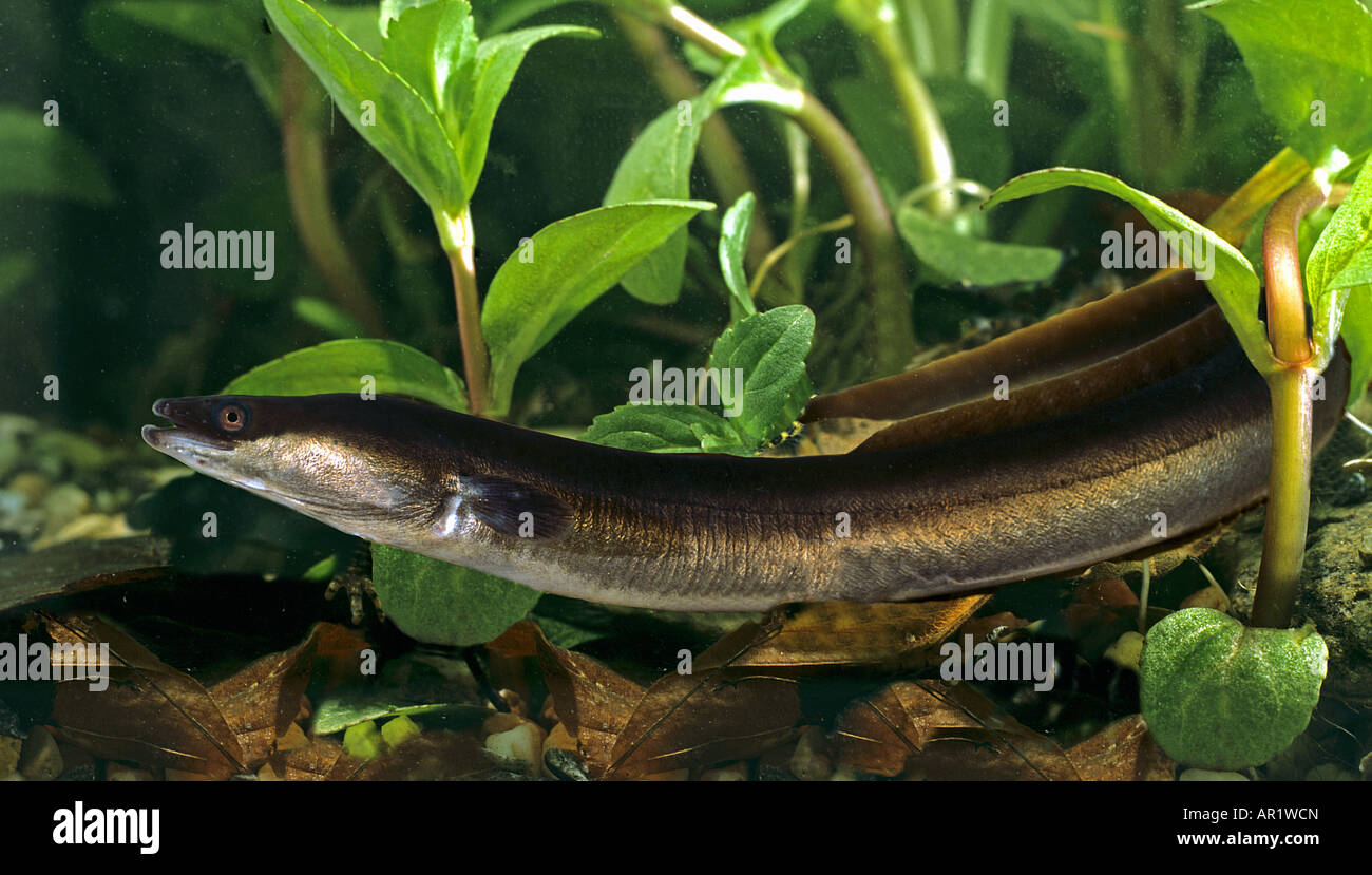 European Eel (Anguilla anguilla) under water Stock Photo - Alamy