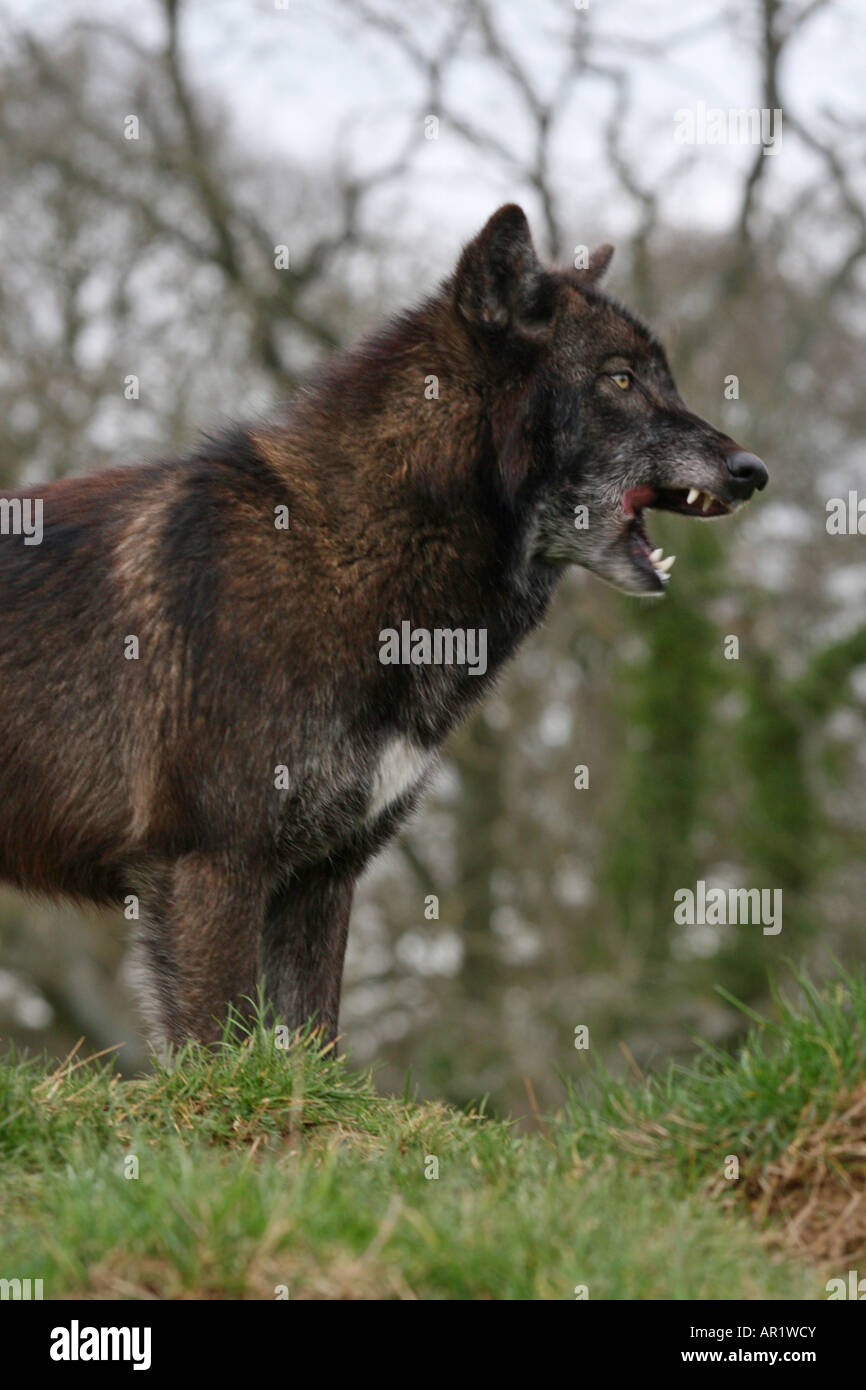 grey wolf at beenham conservation trust reading Stock Photo - Alamy