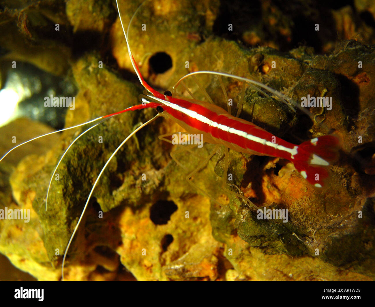 Prawn larvae hi-res stock photography and images - Alamy