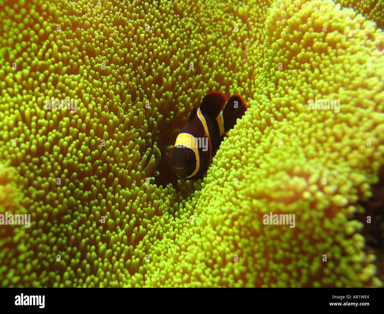 Dissolve and relationship hi-res stock photography and images - Alamy