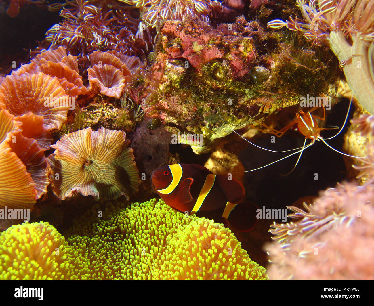 Prawn larvae hi-res stock photography and images - Alamy