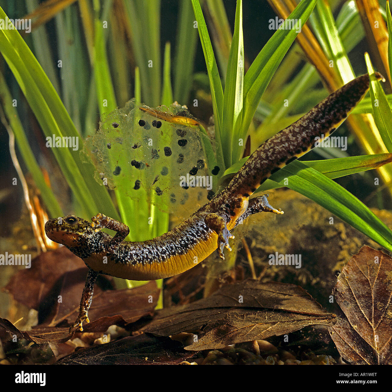 Alpine Newt (female) with spawn / Triturus alpestris Stock Photo - Alamy