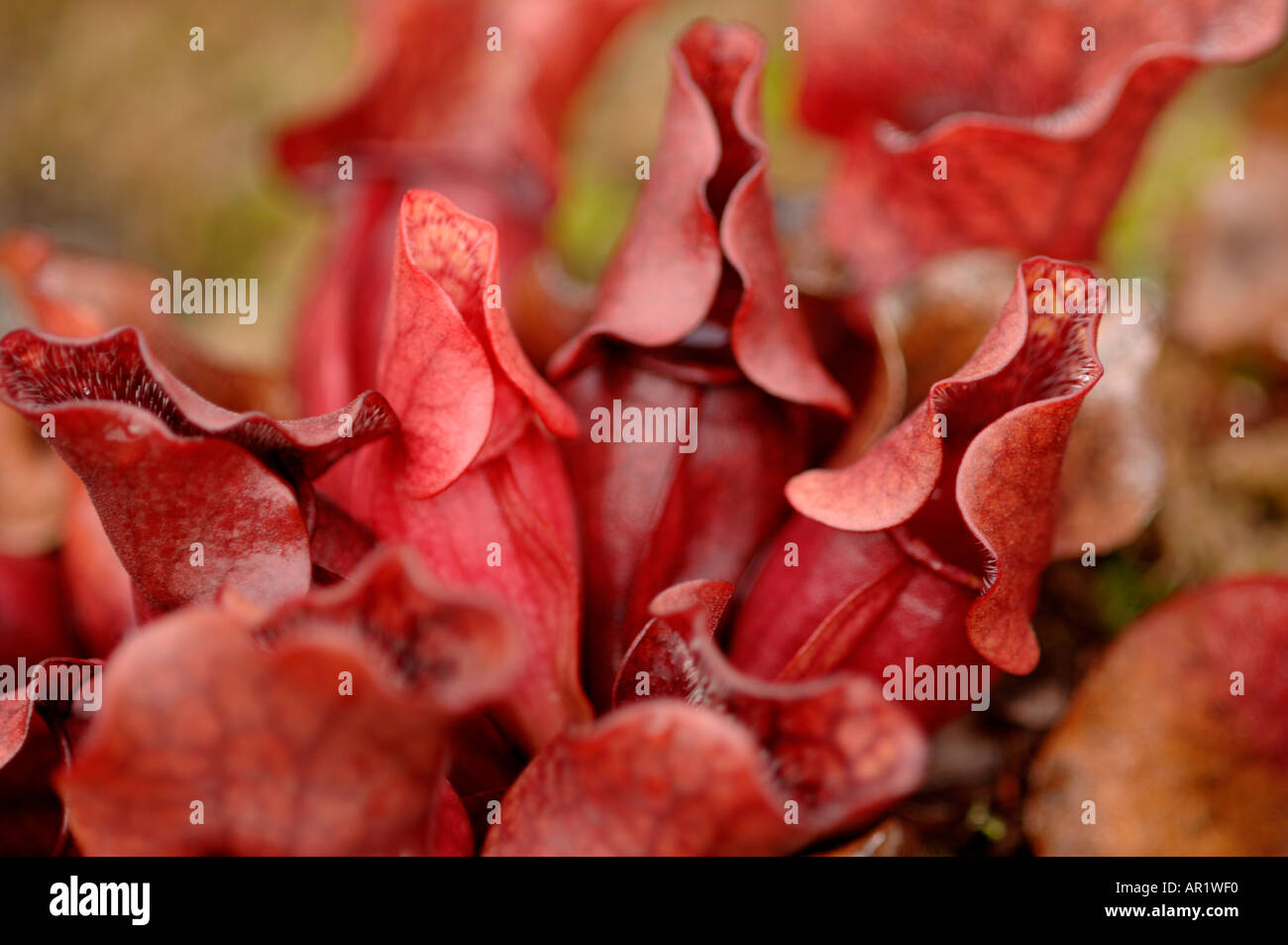 Common Pitcher plant sarracenia purpurea ssp venosa sarraceniaceae ...