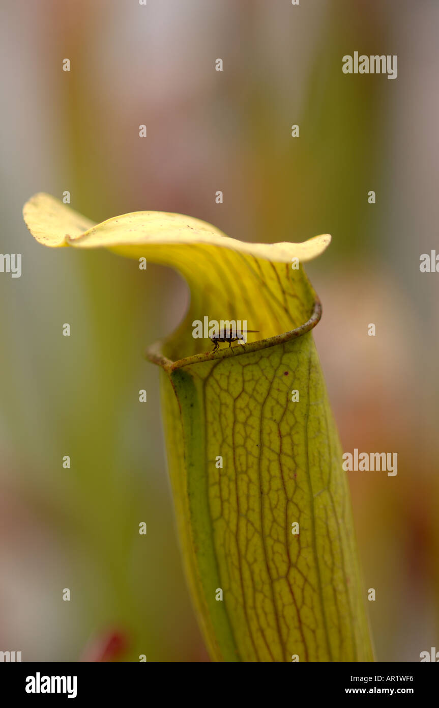 close up of carnivorous plant and fly Pale trumpet pitcher plant ...