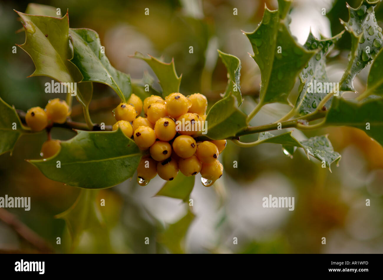 English Holly Ilex Aquifolium cv bacciflava Aquifoliaceae Stock Photo ...