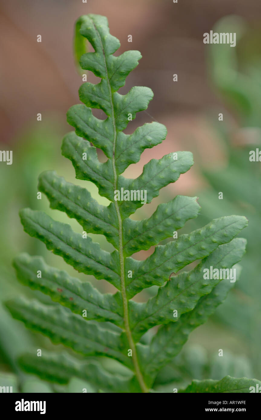 Licorice fern Polypodium Glycyrrhiza Stock Photo - Alamy