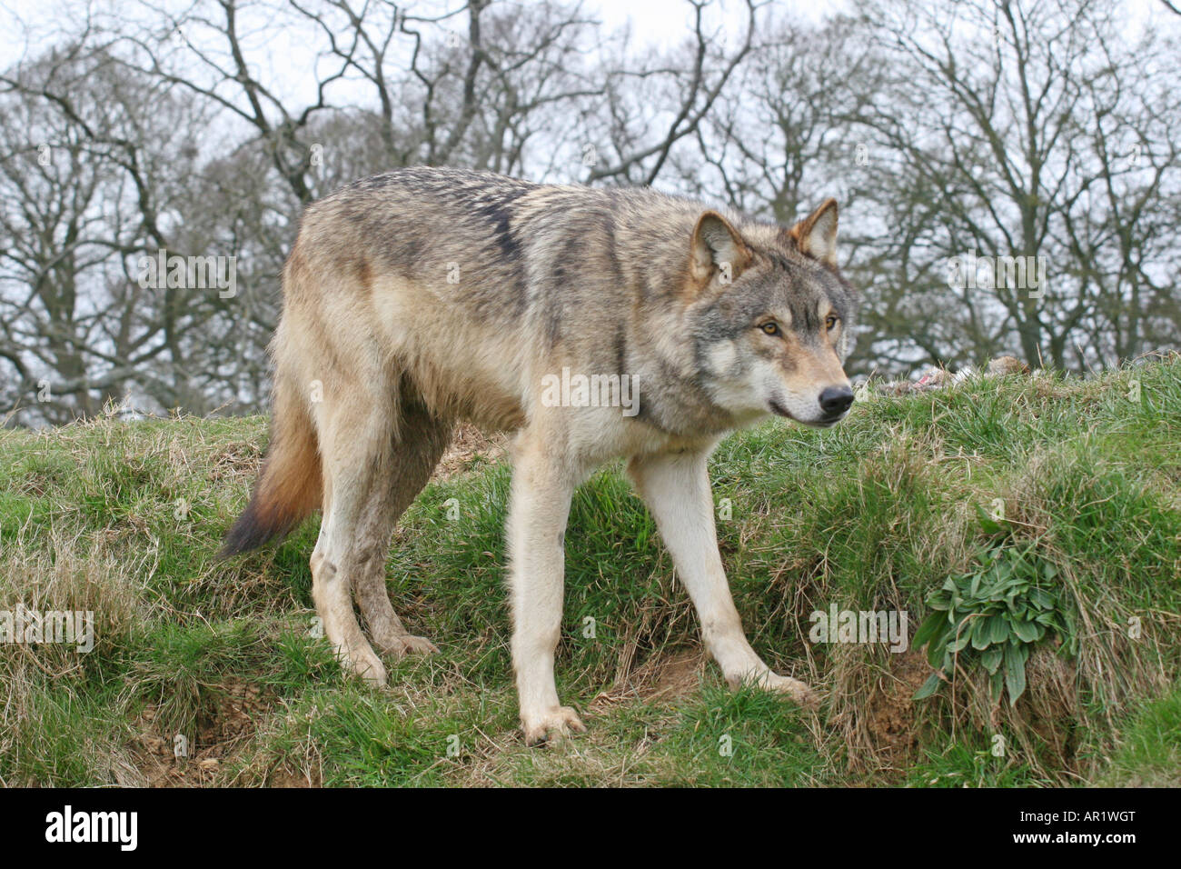 Wolf pack alpha female hi-res stock photography and images - Alamy