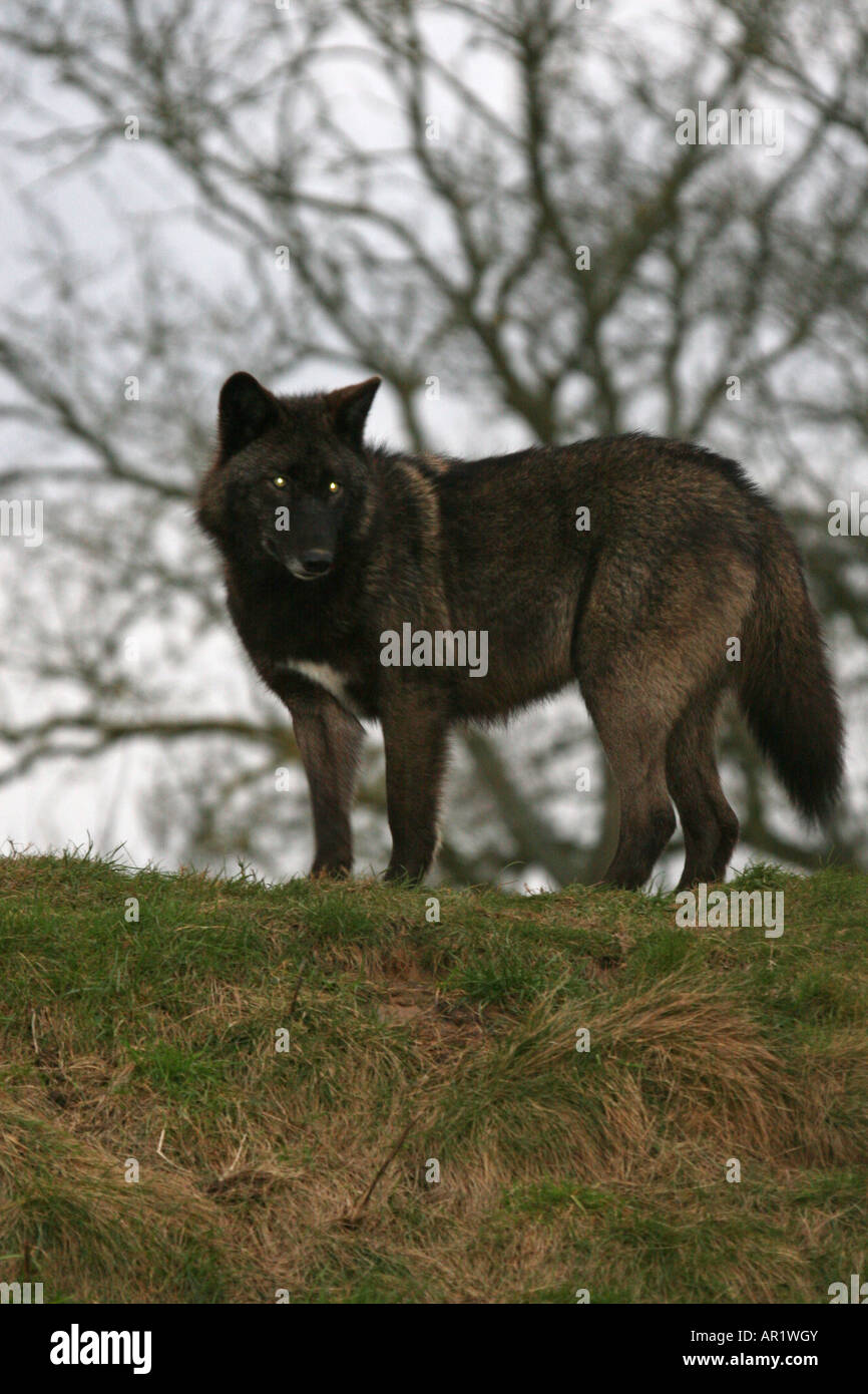 Grey wolf at Beenham Reading Stock Photo - Alamy