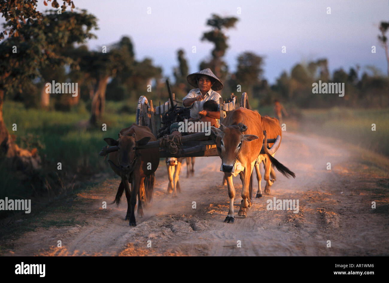 Yoke oxen cart hi-res stock photography and images - Alamy