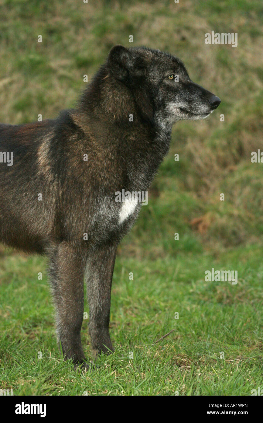 Grey wolf Beenham Reading Stock Photo - Alamy