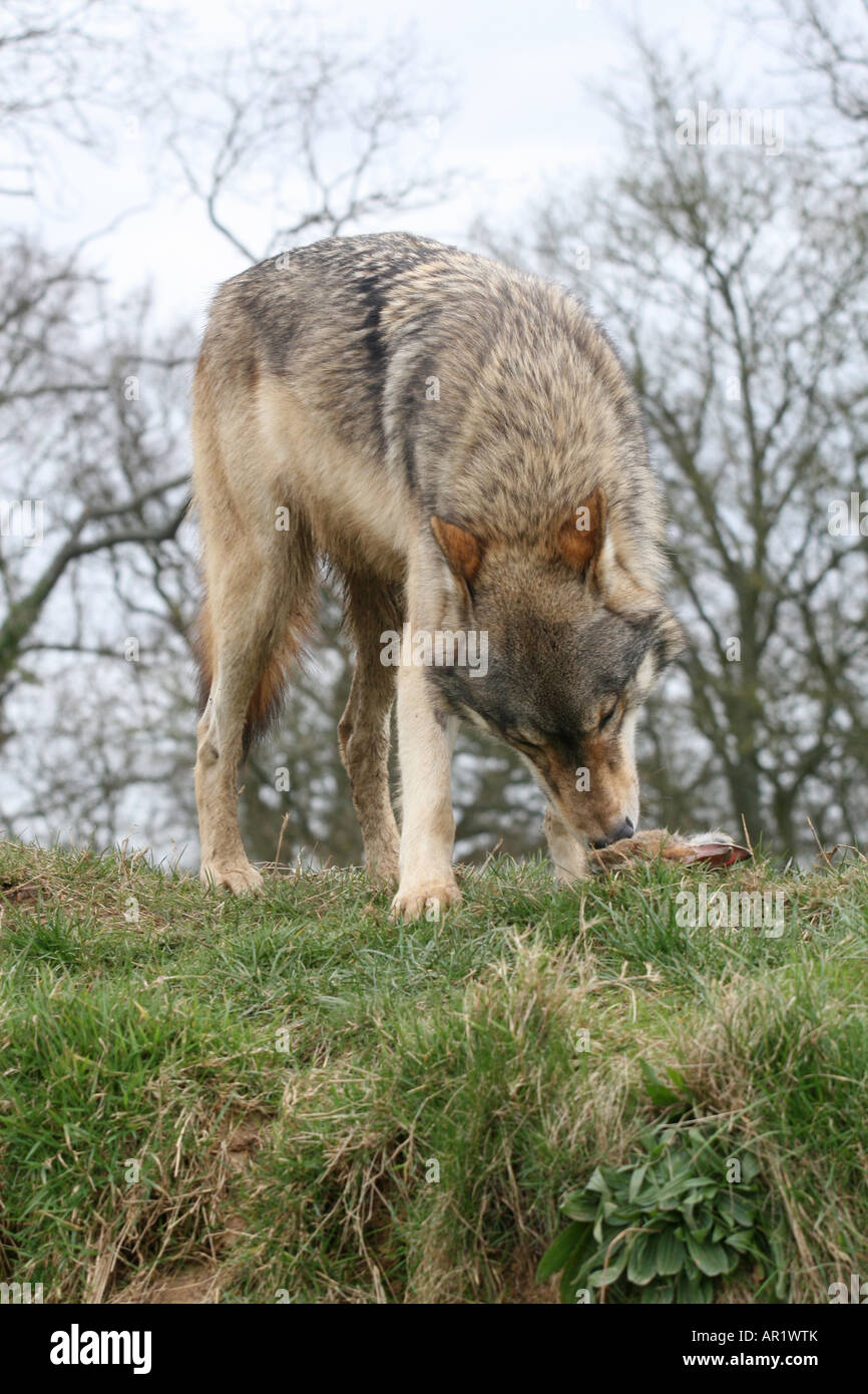 Mature ambassador wolves hi-res stock photography and images - Alamy