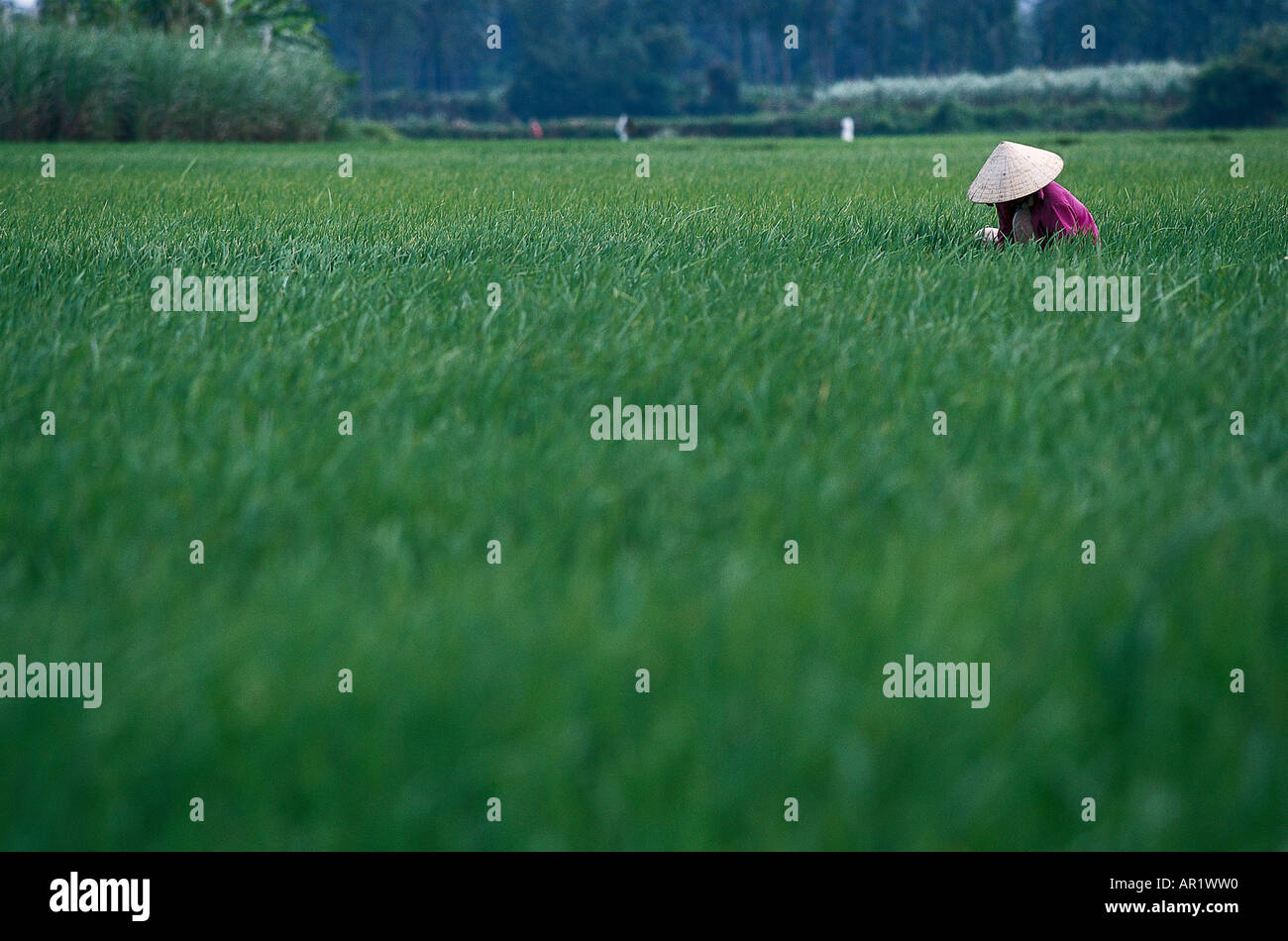 Rice cultivation, North Vietnam Vietnam Stock Photo - Alamy