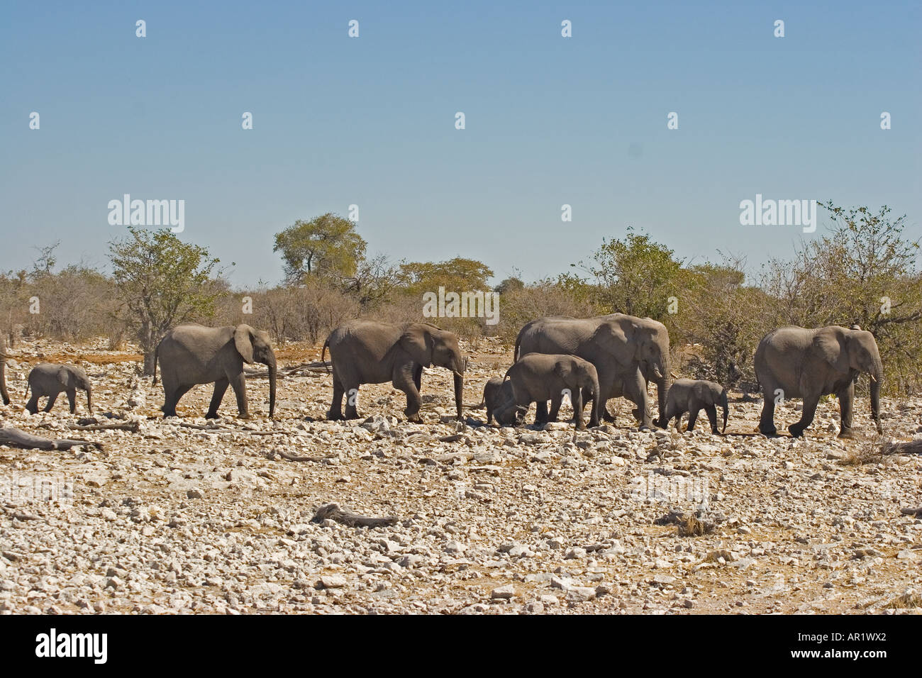 Group of African Elephants Stock Photo - Alamy