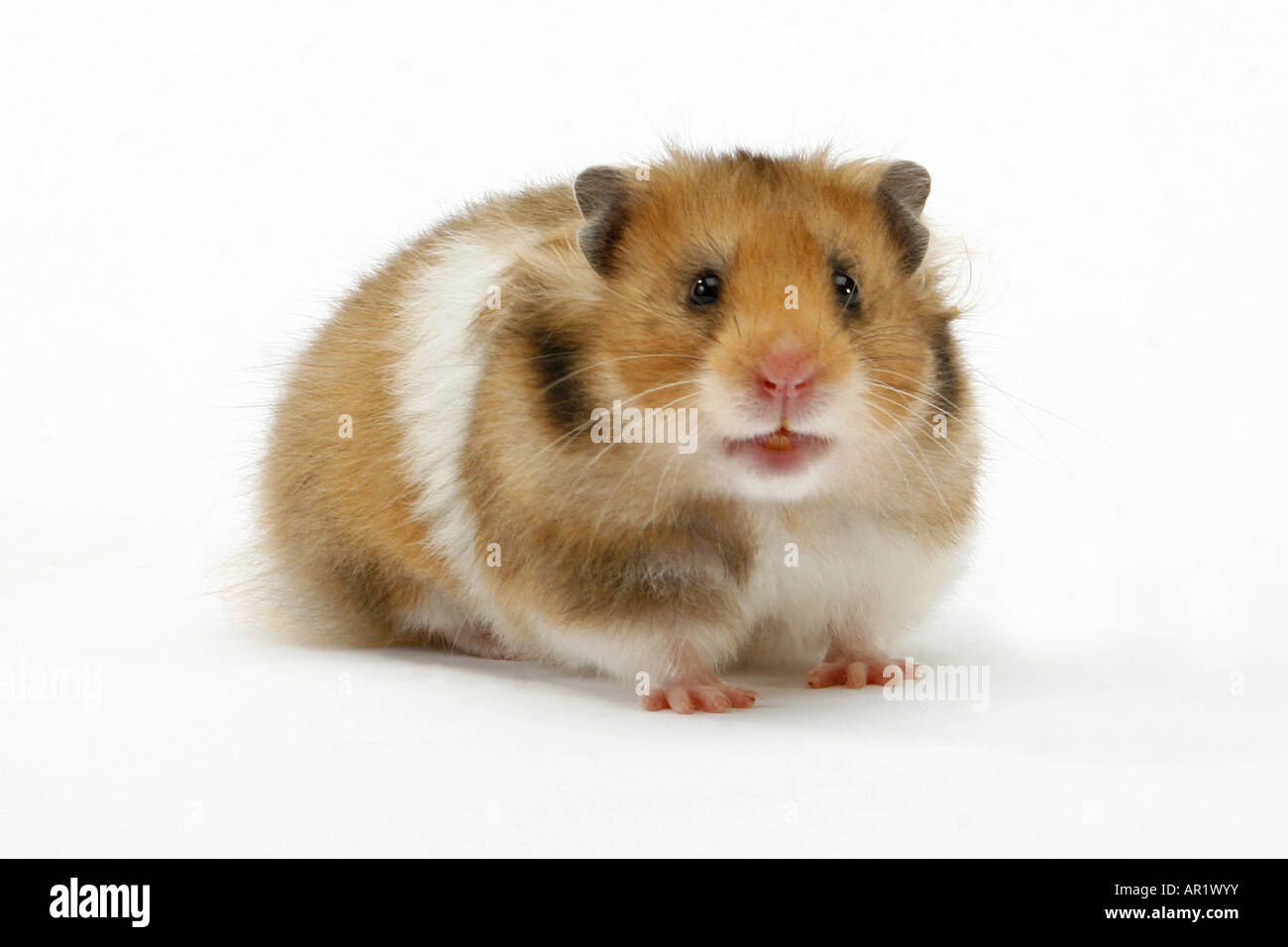Hamster cut out hi-res stock photography and images - Alamy