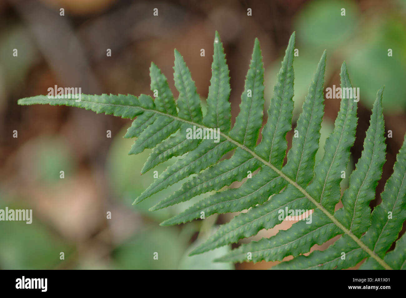 Images Of Licorice Fern at Albert Hoopes blog