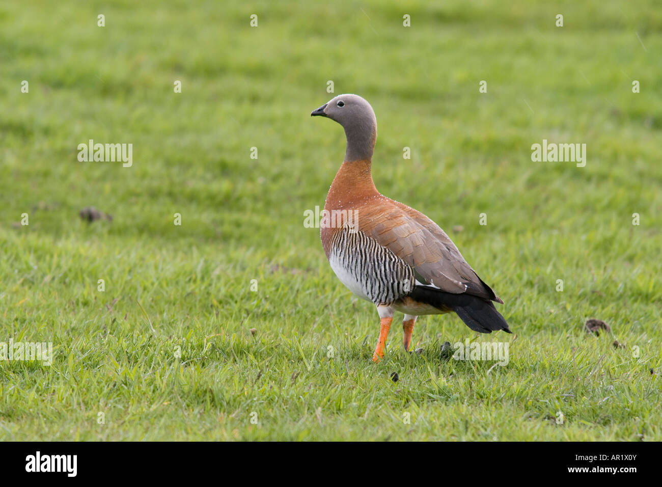 Ashy headed goose Chloephaga poliocephala Torres del Paine National ...