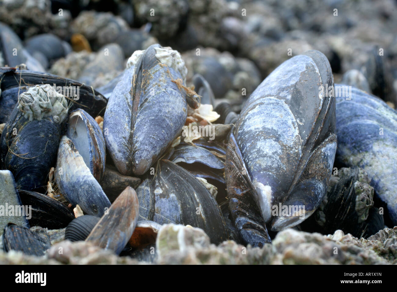 Marine blue mussel Mytilus edulis Stock Photo - Alamy