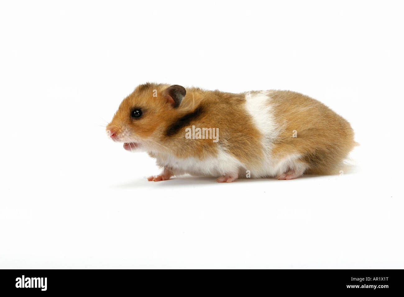 golden hamster - cut out / Mesocricetus auratus Stock Photo - Alamy