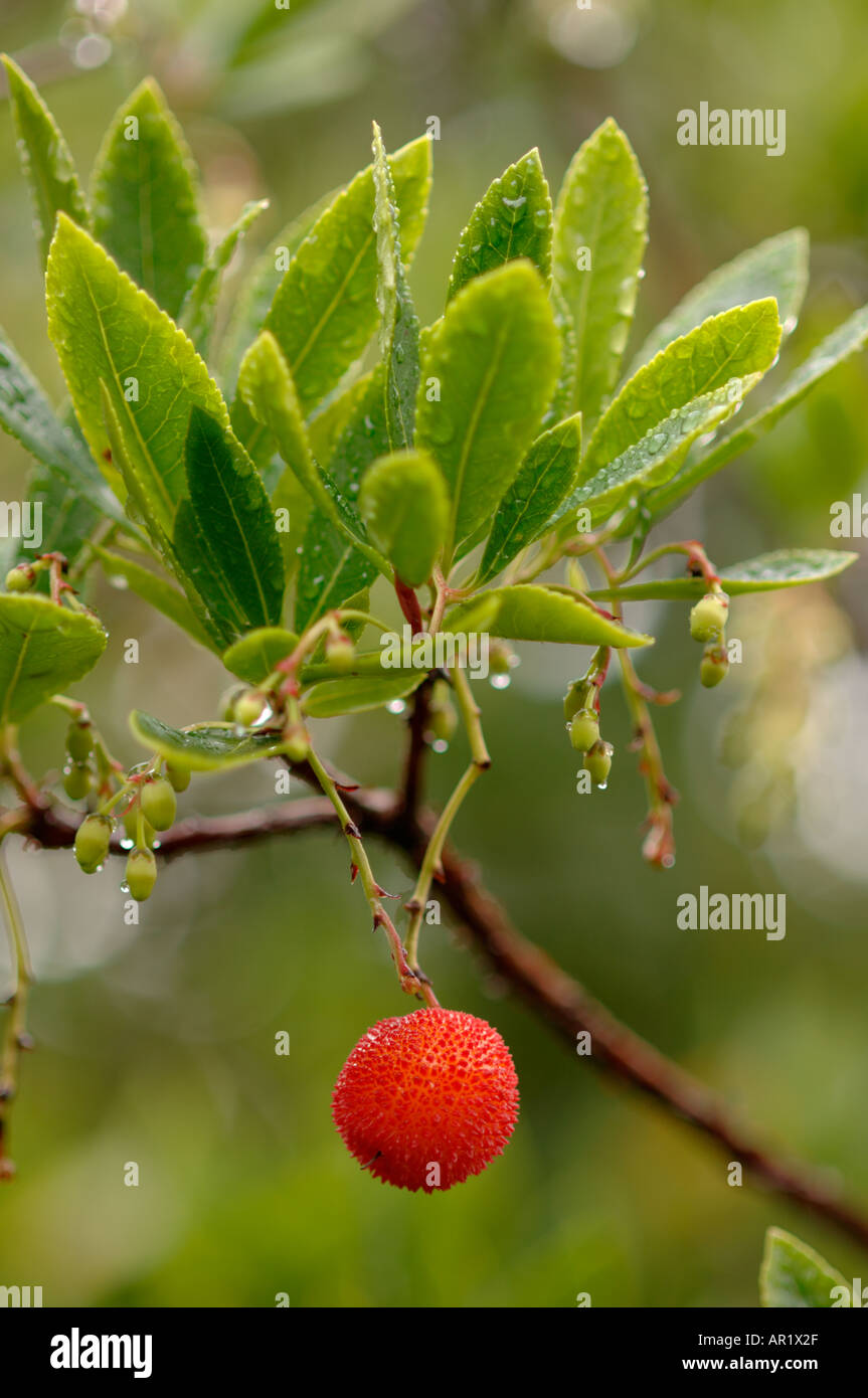 strawberry tree arbutus unedo compacta heath family Ericaceae Stock ...