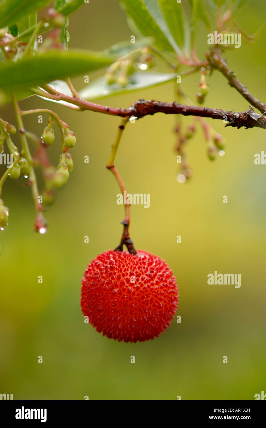 strawberry tree arbutus unedo compacta heath family Ericaceae Stock ...