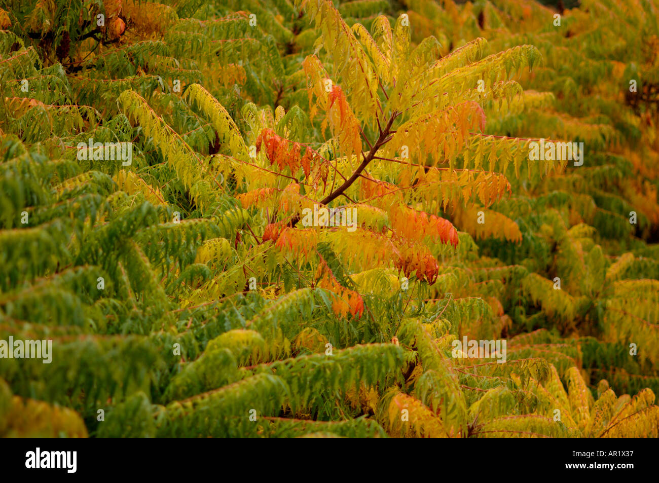 early autumn fall leaves of Cutleaf Staghorn Sumac Rhus Typhina ...