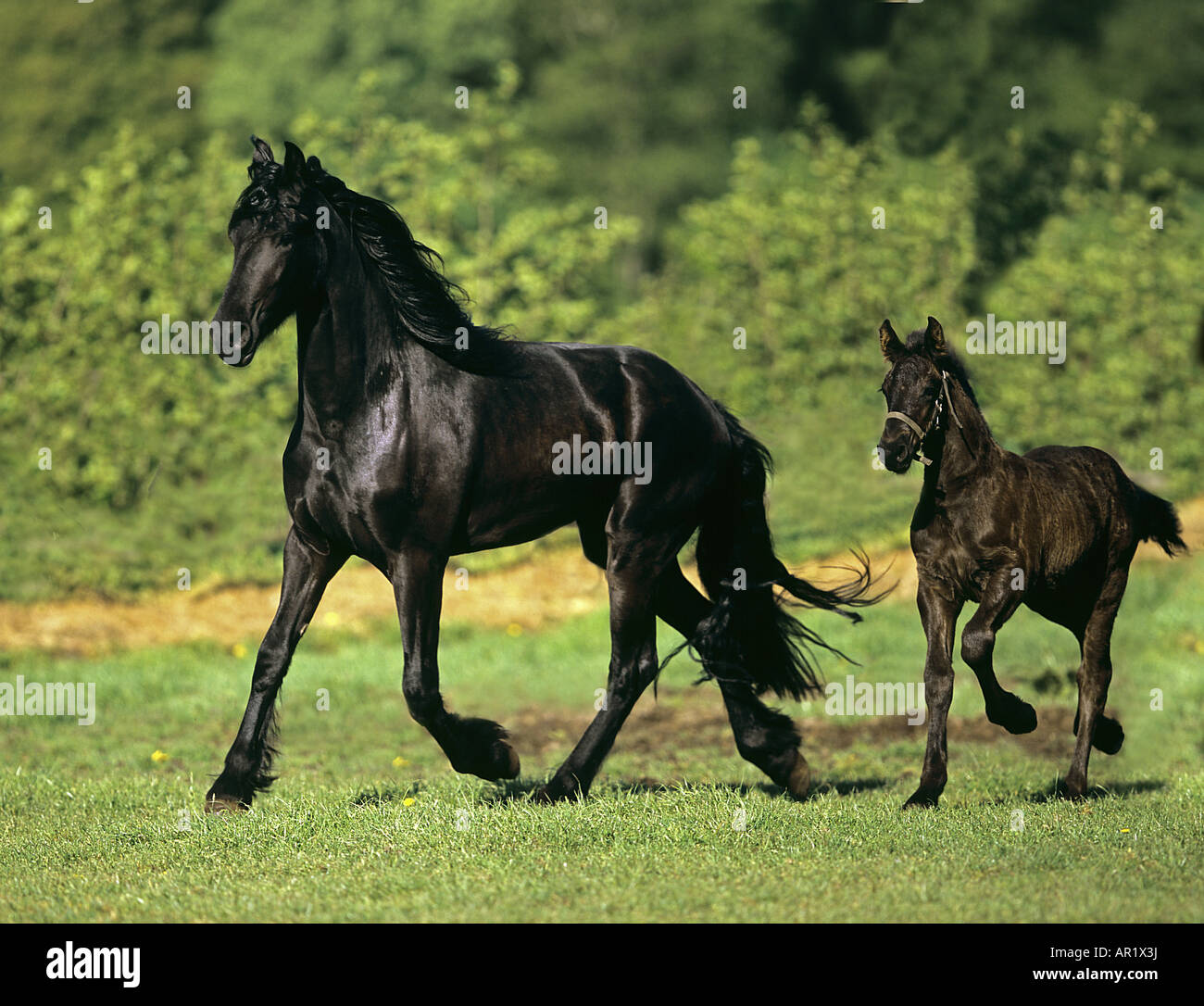 Friesian horse with foal on meadow Stock Photo - Alamy