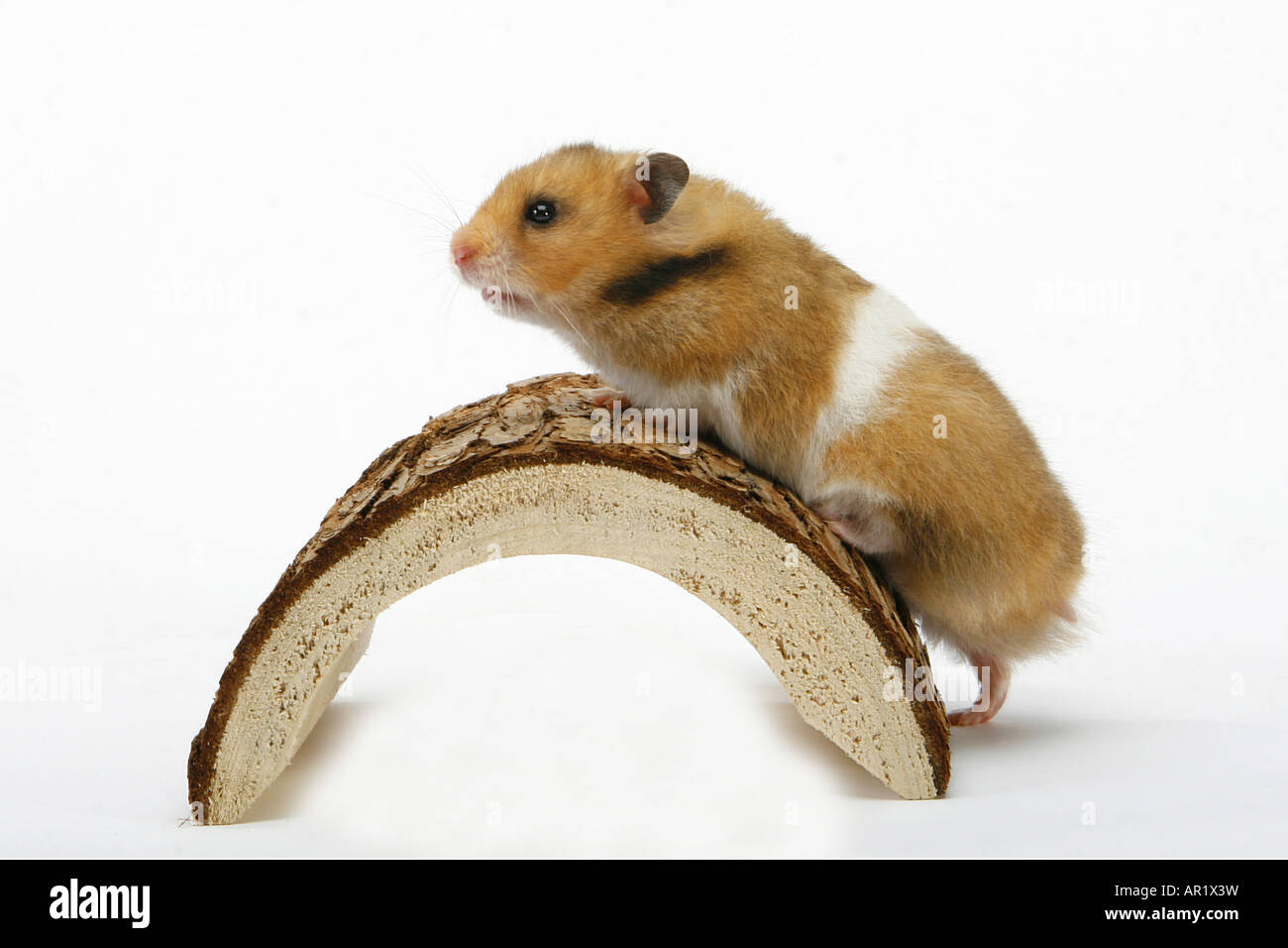golden hamster - standing / Mesocricetus auratus Stock Photo - Alamy