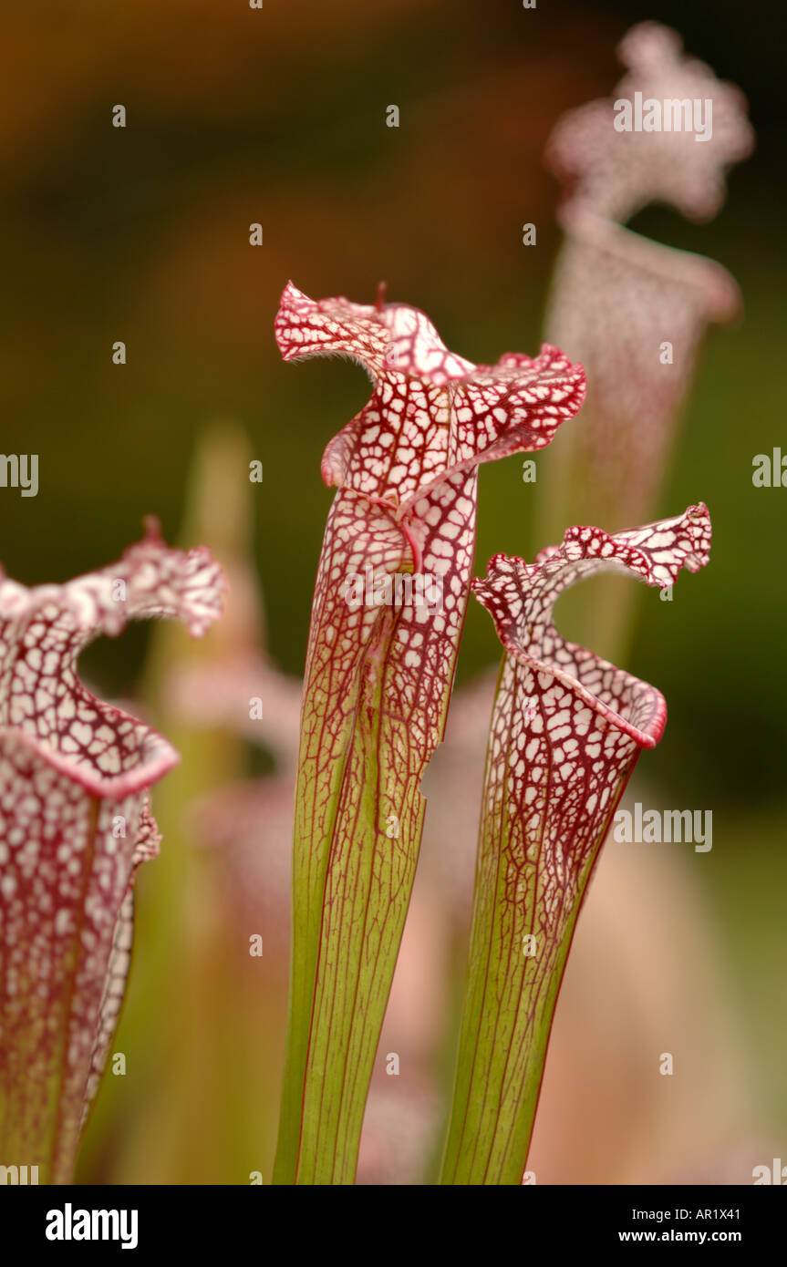 Sarracenia leucophylla white trumpet pitcher plant family carnivorous ...