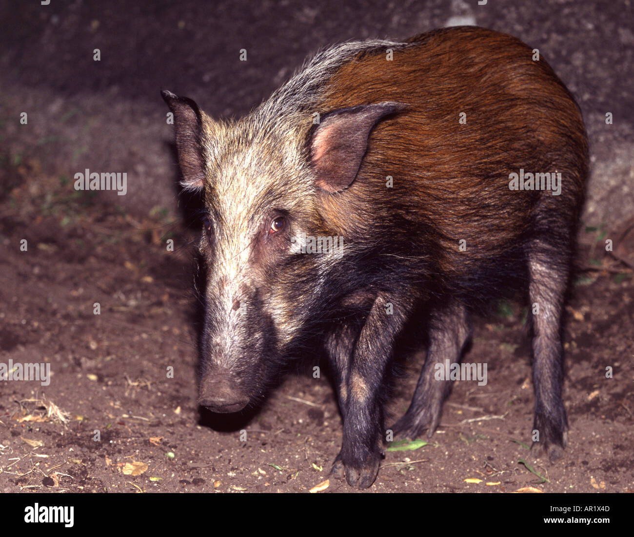 Artiodactyla suidae potamochoerus porcus hi-res stock photography and ...