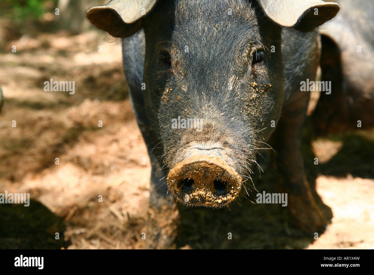 A black pig Stock Photo - Alamy